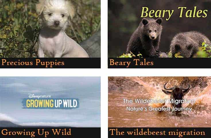 Guest Post: 50 Netflix Shows & Documentaries for Animal Lovers by Mary ...