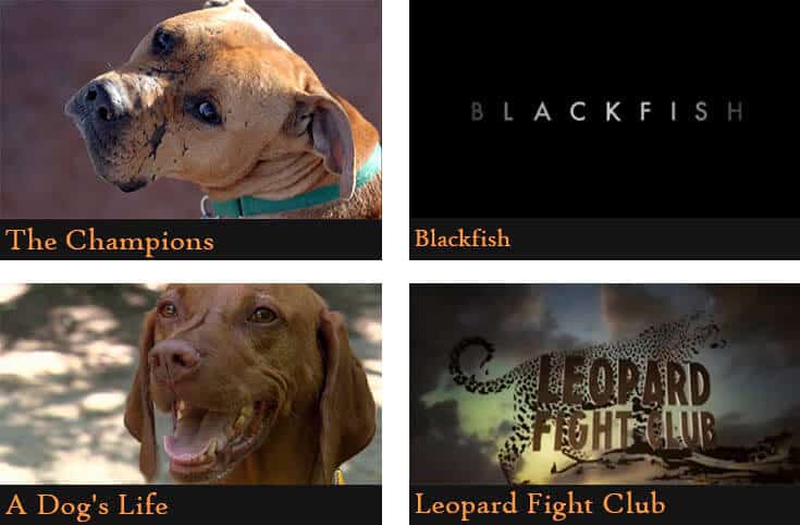 Guest Post: 50 Netflix Shows & Documentaries for Animal Lovers by Mary ...