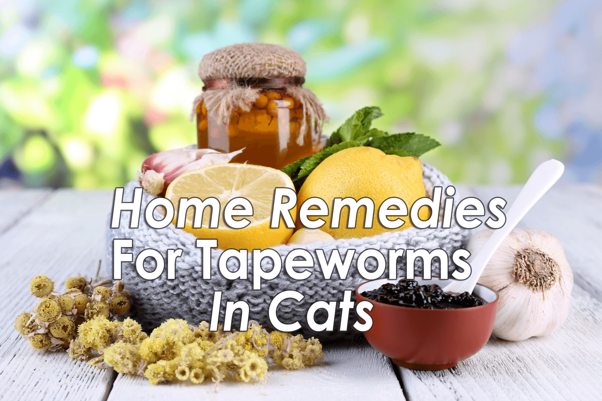 Home Remedies For Tapeworm In Cats Natural Treatment Home Remedies For Tapeworm In Cats Natural Treatment