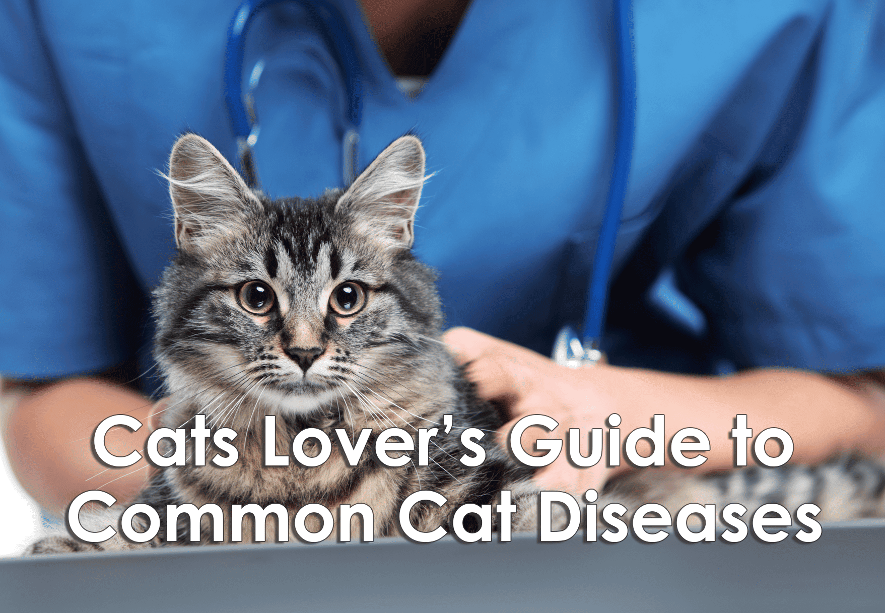 Cat Lover's Guide To Common Feline Diseases [Infographic]