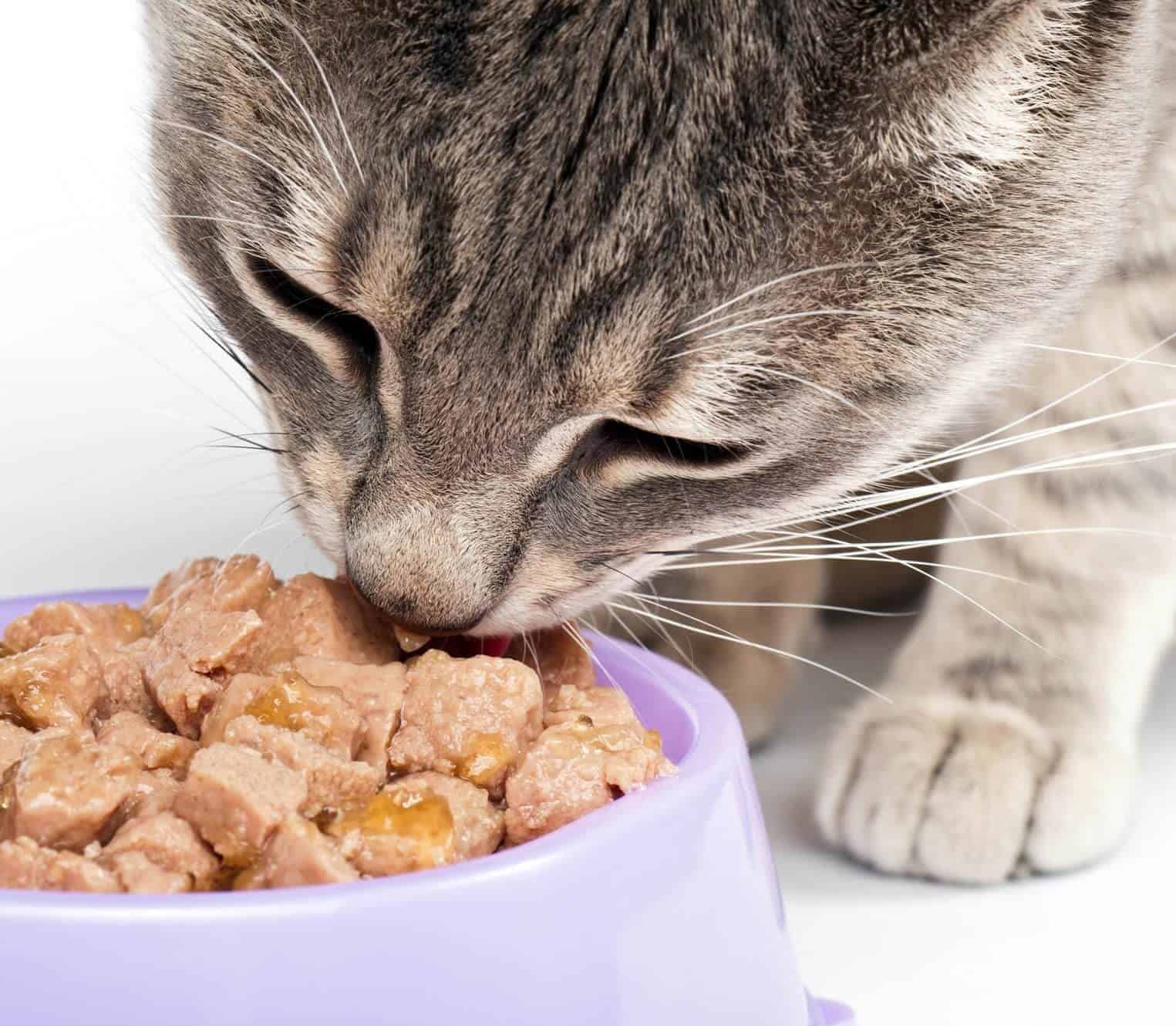 5 Best Indoor Cat Foods 2019 Buyer s Guide Reviews 5 Best Indoor Cat Foods 2019 Buyer s Guide Reviews