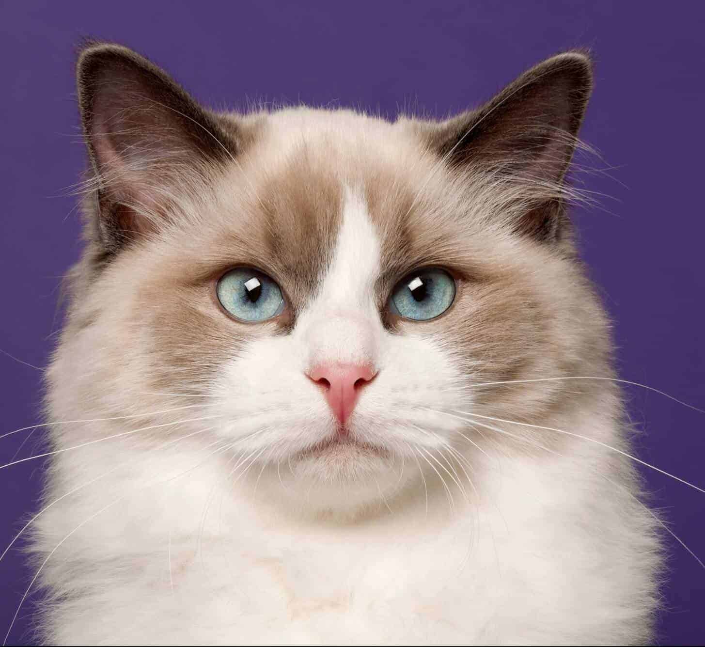 Ragdoll Cat Breed Multiverses Journal