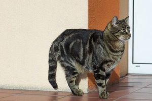 Tabby Cats Patterns, History And Personality