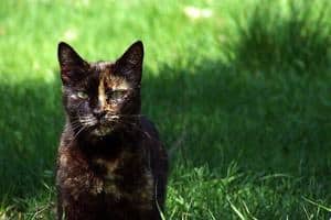 Tortoiseshell Cats Facts, Genetics And Personality
