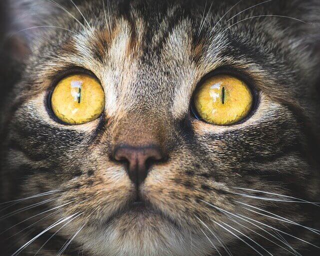 5 Types Of Cat Eye Colors Explained 5 Types Of Cat Eye Colors Explained