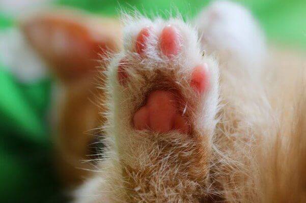 This Is Why Your Cat Is Limping And How To Help Her